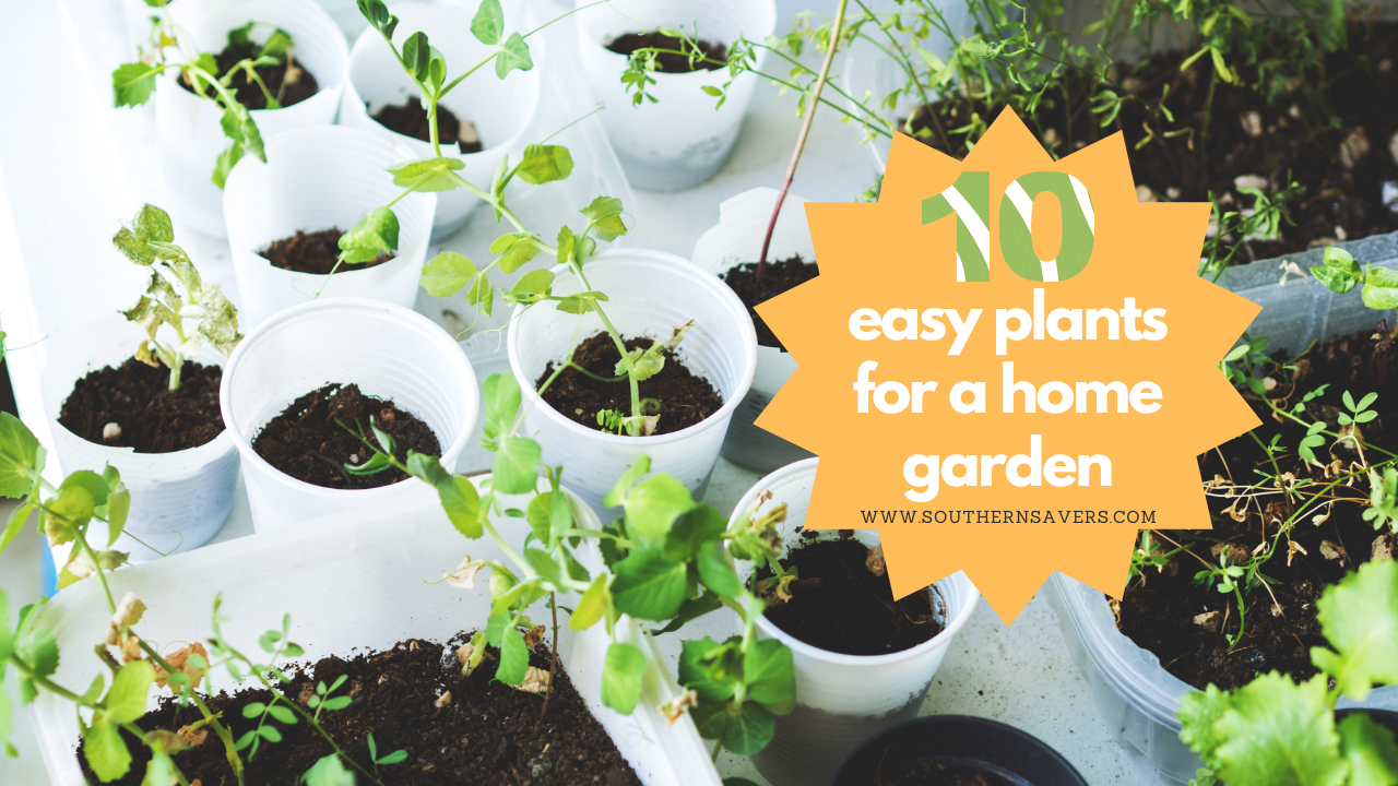 10 Easy Plants for a Home Garden :: Southern Savers