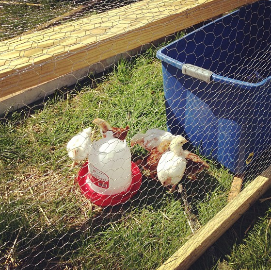 The Basics Of Raising Backyard Chickens Southern Savers