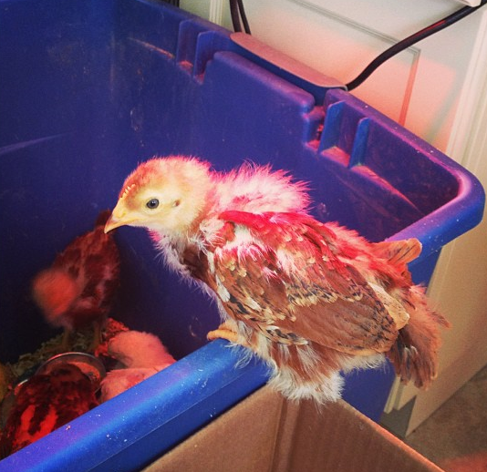 The Basics Of Raising Backyard Chickens Southern Savers