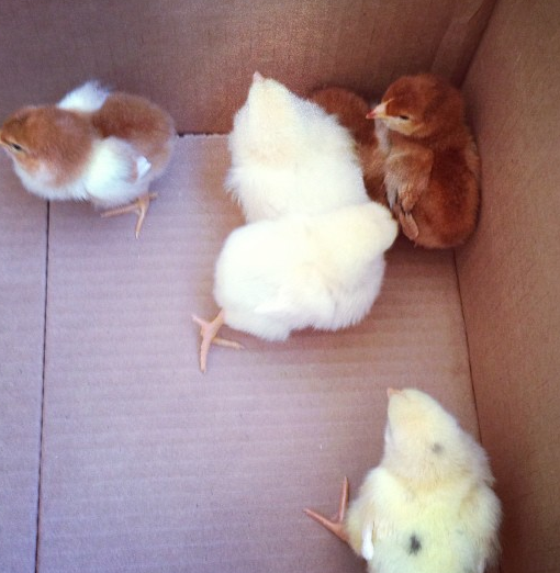 The Basics Of Raising Backyard Chickens Southern Savers