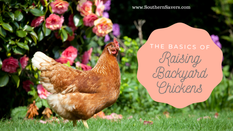 The Basics of Raising Backyard Chickens :: Southern Savers