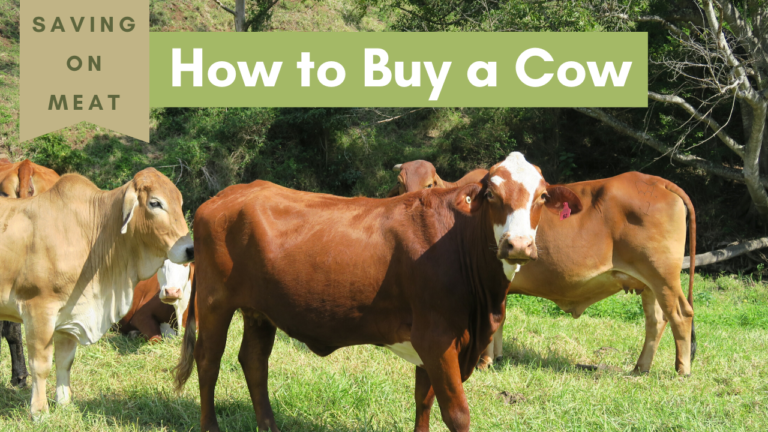 Saving on Meat: How to Buy a Cow :: Southern Savers
