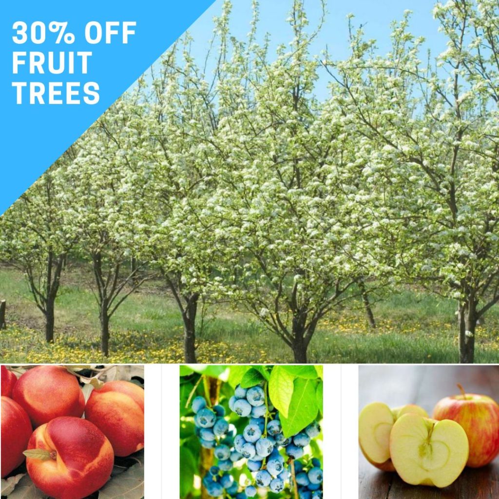 30% off Fruit Trees and Shrubs :: Southern Savers
