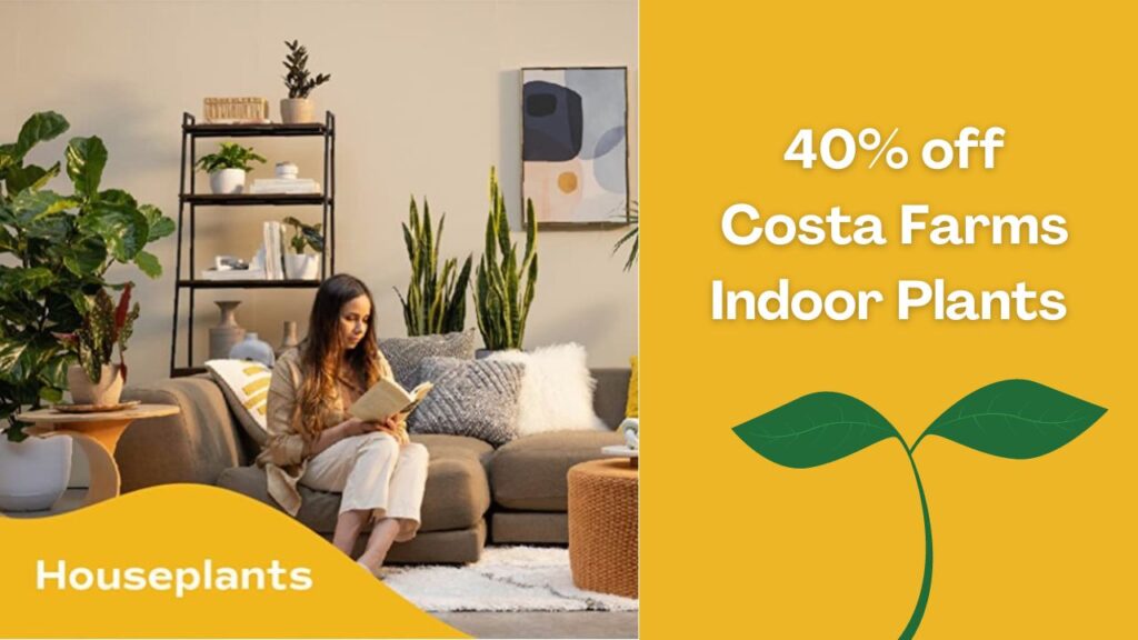 40% Off Costa Farms Indoor Plants with Ceramic Pots :: Southern Savers