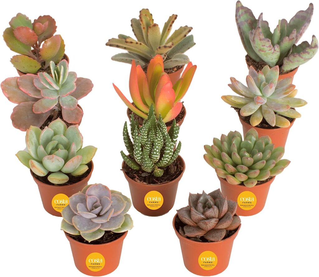 Costa Farms Indoor Plants Up To 44% Off :: Southern Savers