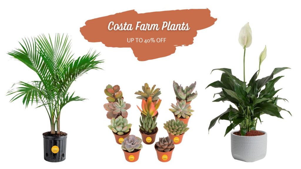 Costa Farms Indoor Plants Up To 44% Off :: Southern Savers