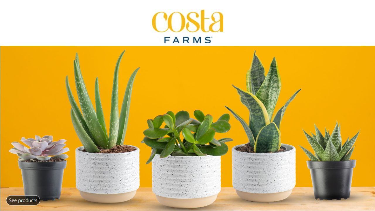 Costa Farms Indoor Plants Up To 55% Off at Amazon! :: Southern Savers