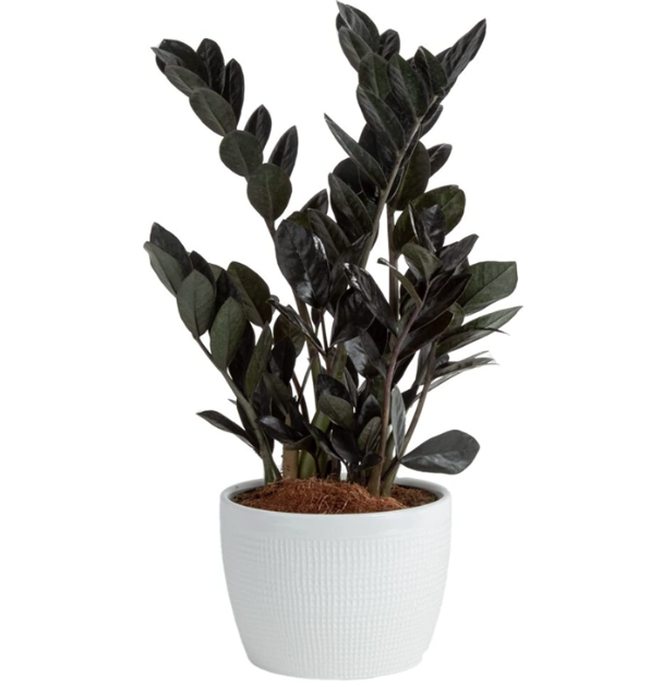 Costa Farms Indoor Plants Up To 44% Off :: Southern Savers