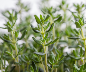 12 Things to Plant in Late Spring in the Southeast :: Southern Savers