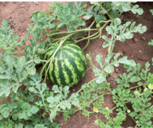 12 Things to Plant in Late Spring in the Southeast :: Southern Savers