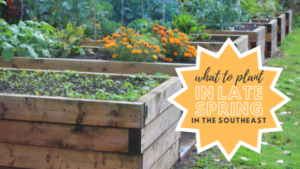 12 Things to Plant in Late Spring in the Southeast :: Southern Savers