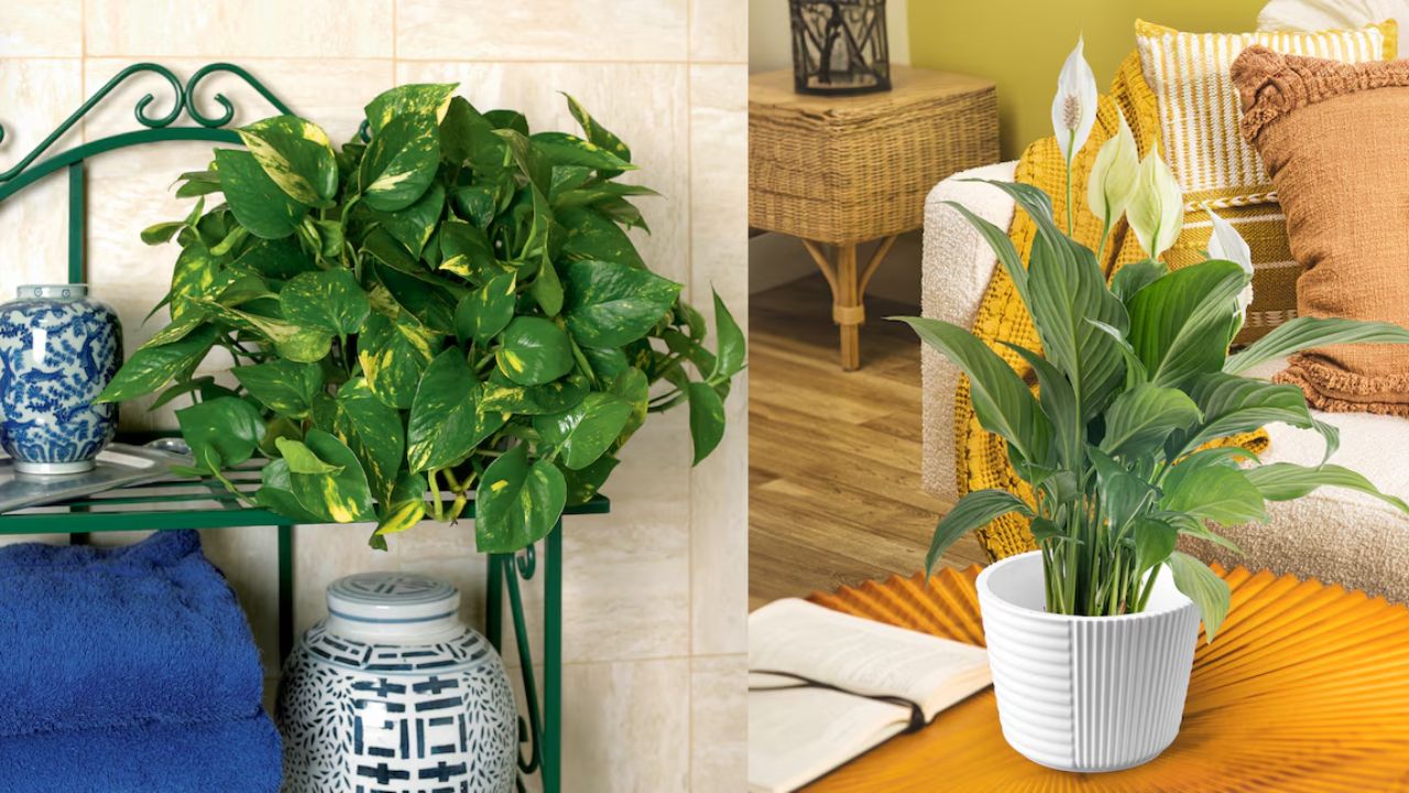 Costa Farms Indoor Plants from $12.55 at Lowe's | Today Only ...