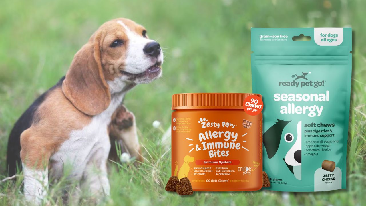 Chewy | 50% Off Pet Allergy Relief With First Time Autoship :: Southern ...